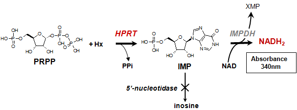 HPRT Assay Kit - HGPRT Activity Assay Kit